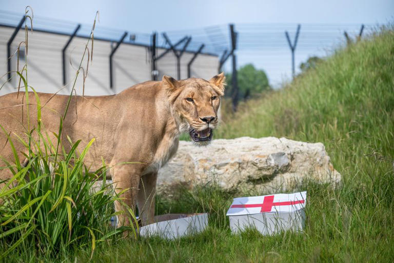 'Psychic' Kent lions predict England will roar to victory against Croatia