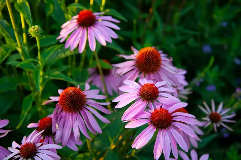 9 wildflowers to plant if you want to attract wild bumblebees