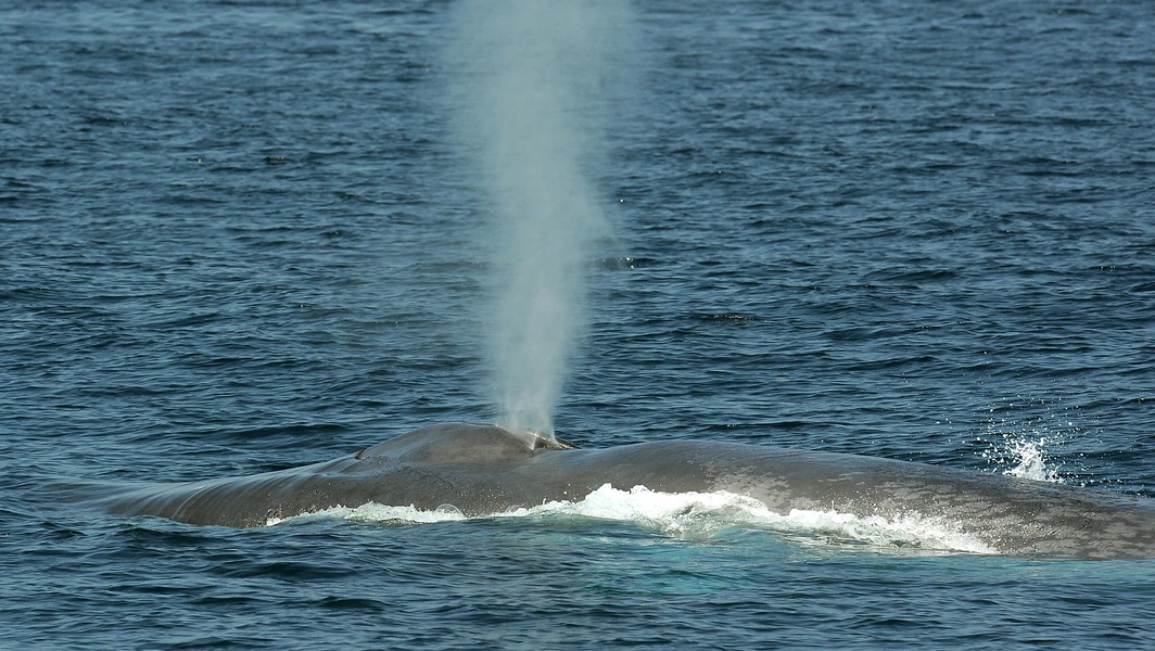 15 ocean giants that outsize great whites
