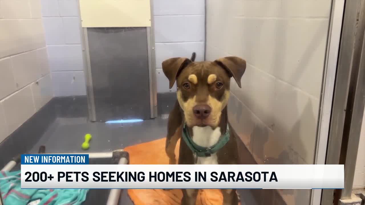 More than 200 pets to be available during Sarasota mega adoption event ...