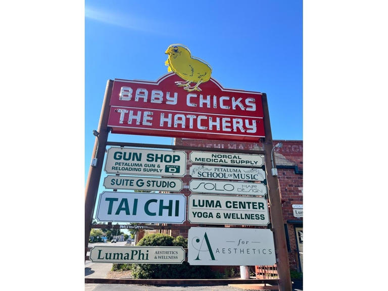Watch: Glowing neon chick returns to Petaluma skyline