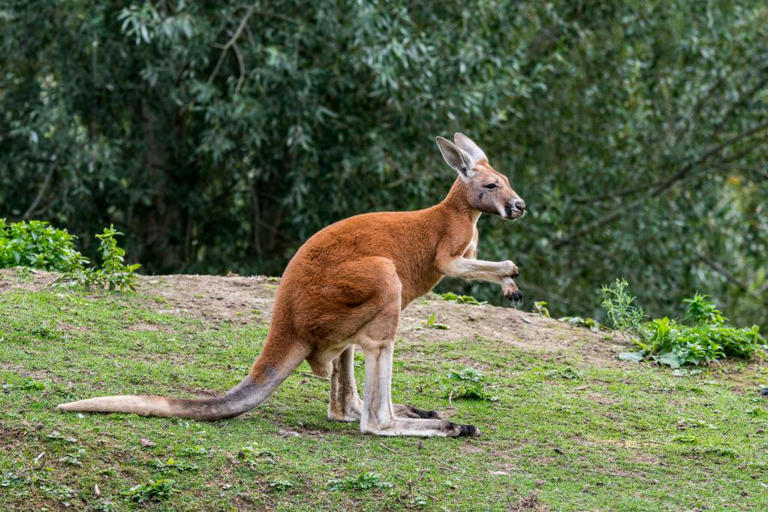 Kangaroo 'doing well' after capture in Montreal's South Shore, zoo says