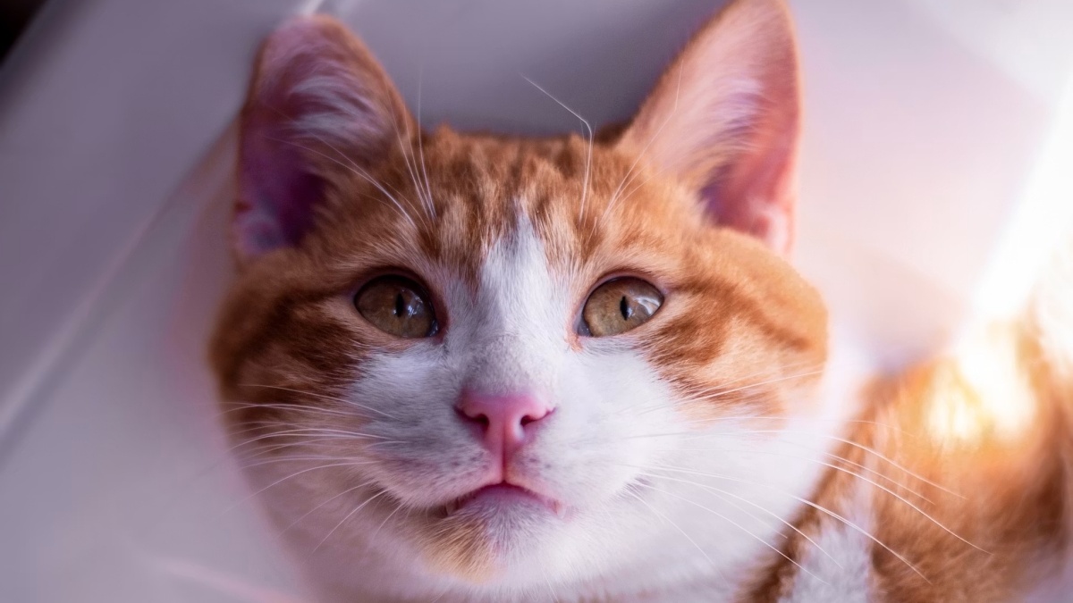 When your cat rubs against you, they're actually trying to tell you ...