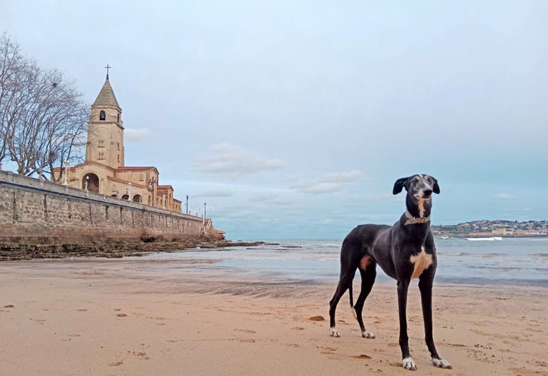 5 most misunderstood dog breeds—and why they deserve more love