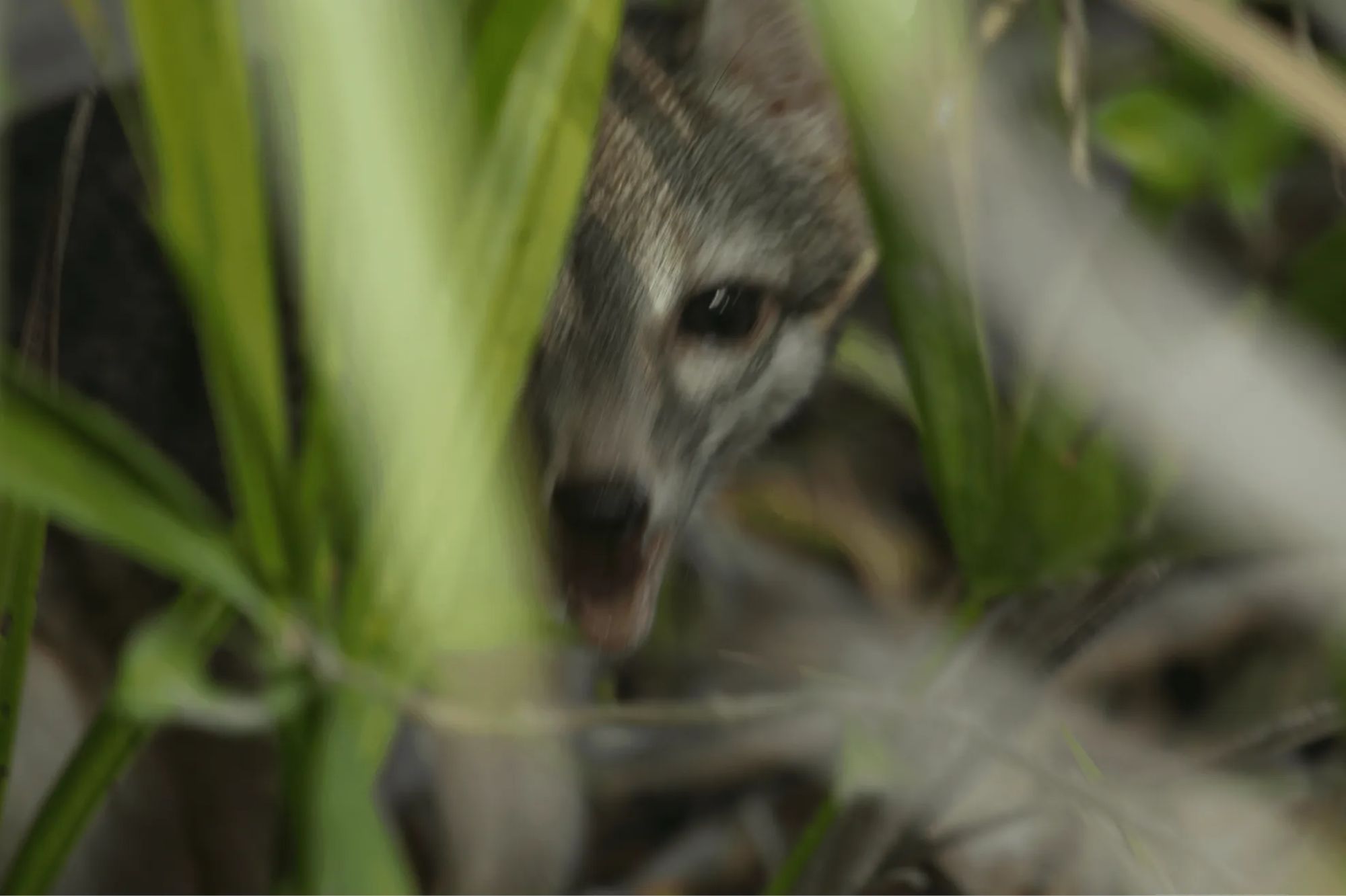 Adorable dwarf fox thought extinct for 20 years photographed for the ...