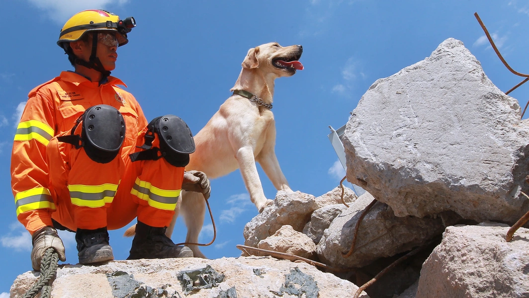 15 dog breeds known for loyalty and affection
