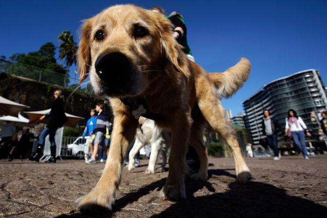 LAPD kills Black woman's dog while responding to call about screaming