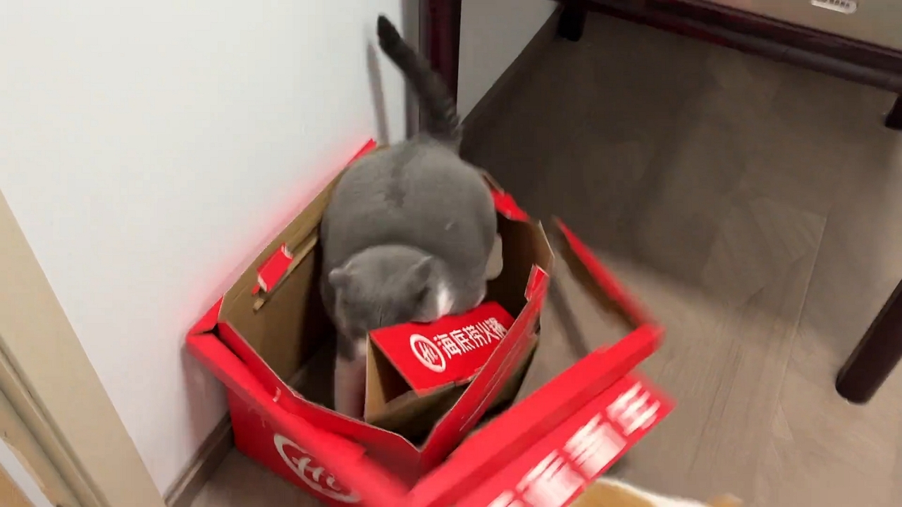 Playful British Shorthair topples box in Zhejiang
