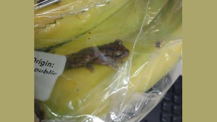 Exotic tree frog found in bunch of bananas