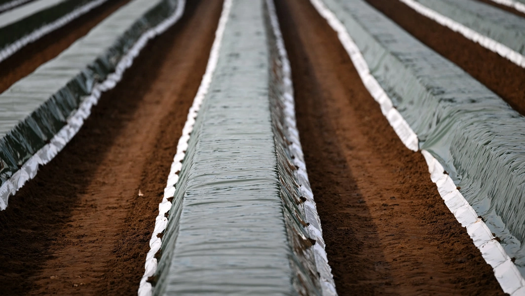 Preventing and managing asparagus growing problems