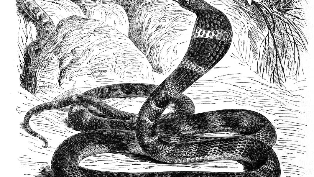 King cobra facts and unique behaviors