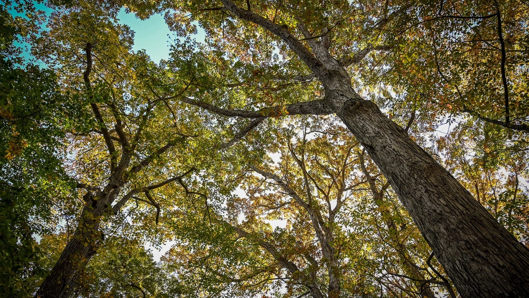 7 ancient forests preserved across Indiana