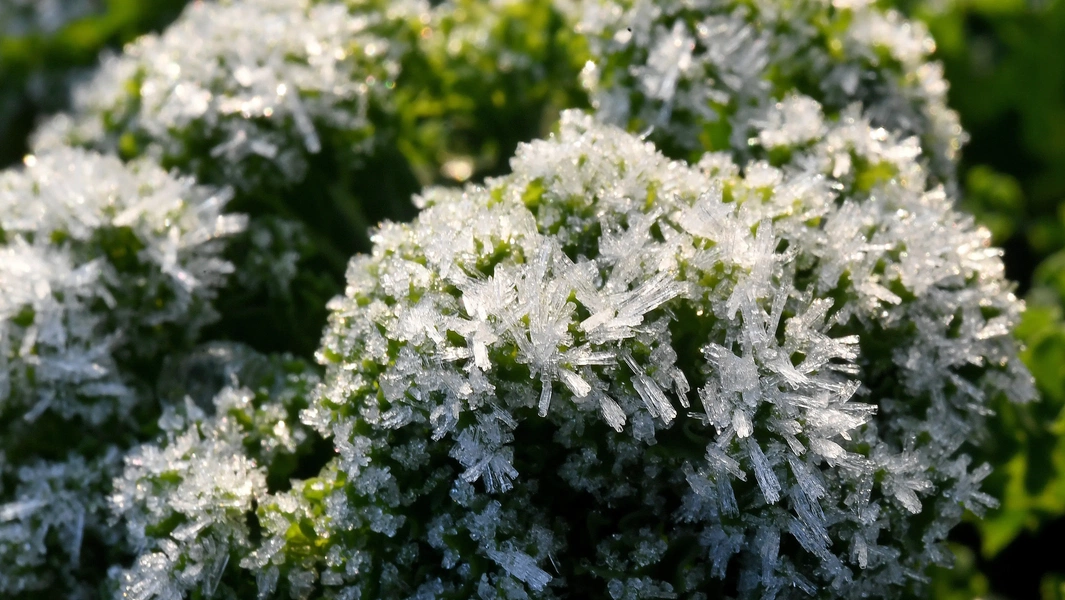 Understanding ice crystals and freezer burn in food