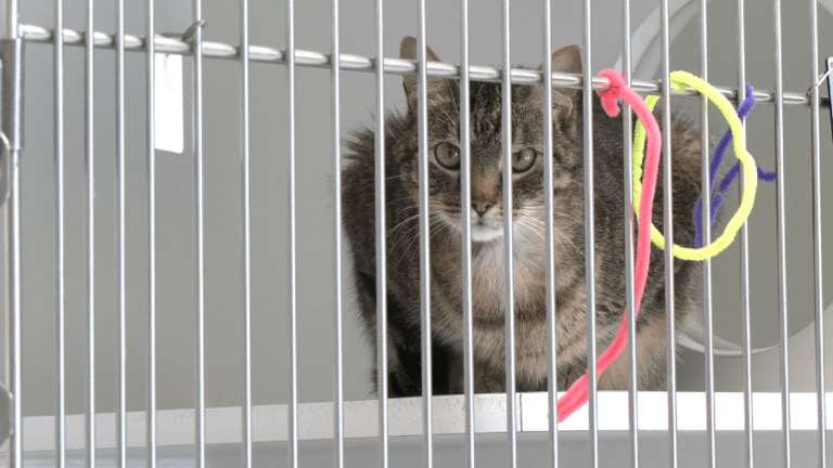 Pet Circle looking for more volunteers as summer comes around