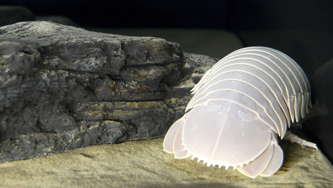 Scientists unveil six new deep-sea lineages and rare species finds