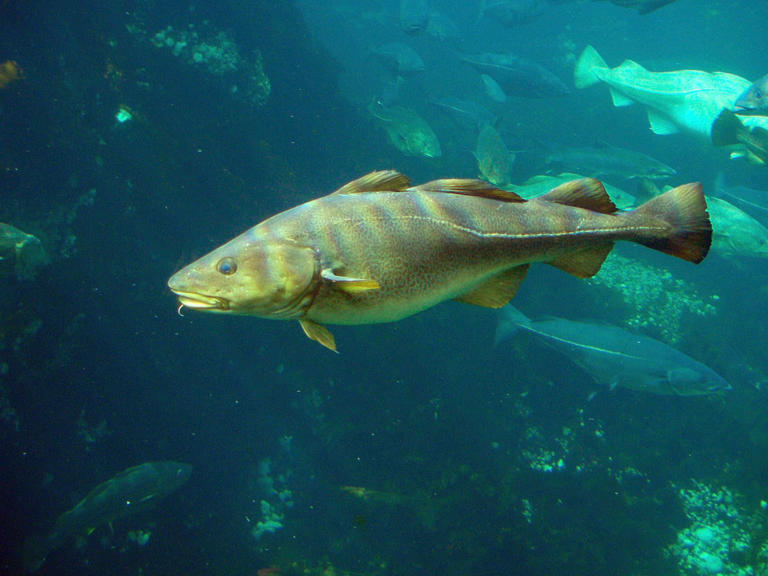 Labrador MP calls on Ottawa to change recently announced northern cod ...