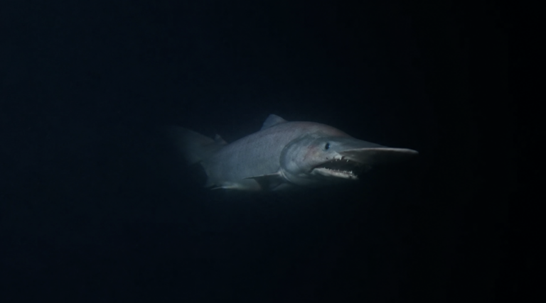 Goblin shark has finally been filmed alive in its natural deep ocean ...
