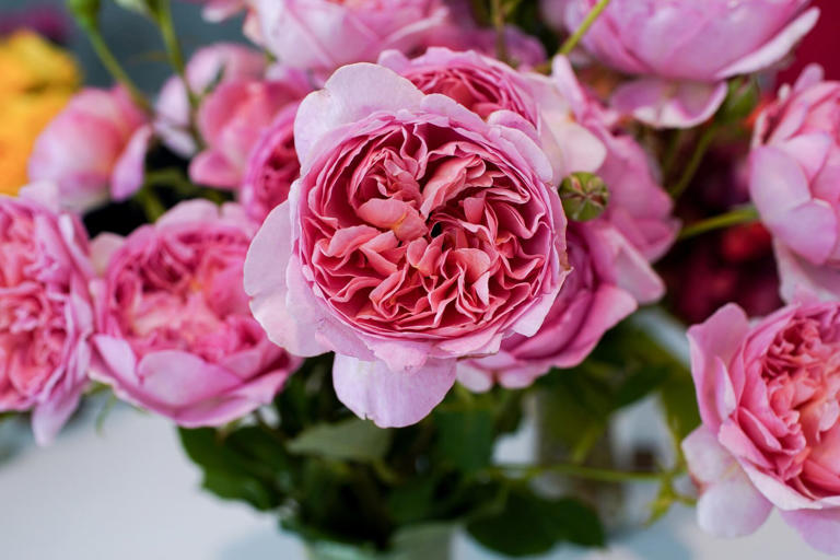 Here are the winning blooms from the Portland Spring Rose Show