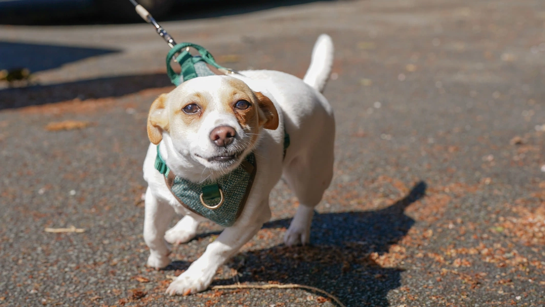 20 common habits that stress out dogs