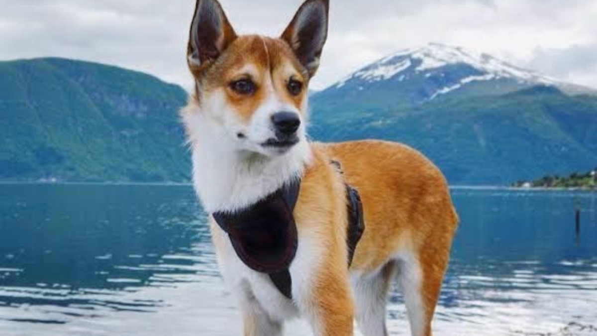 You won't believe these dog breeds are real, and some are on the verge ...
