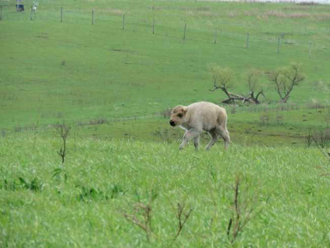 'One in a million': White bison calf born at Iowa refuge has died