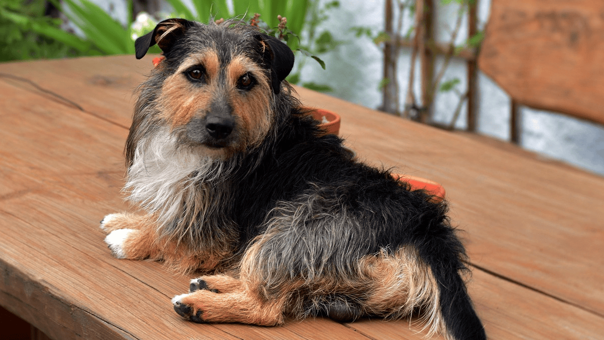 3 signs that no one tells you that can save your dog's life (and save ...
