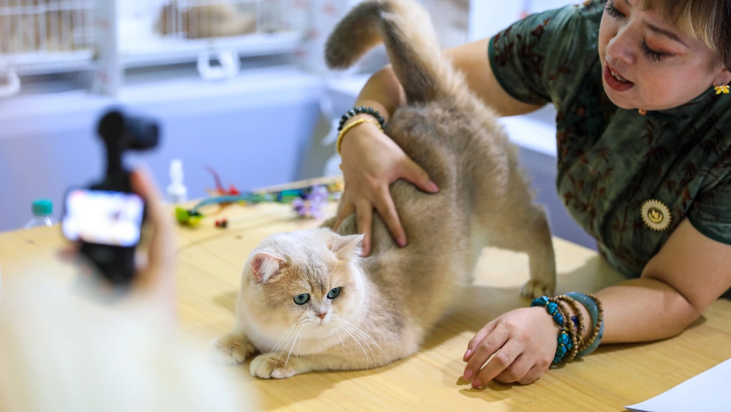 Why cats lift their hindquarters