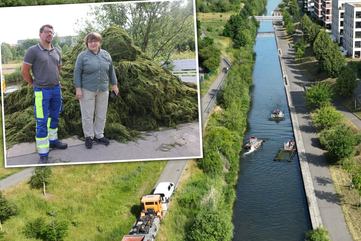 Leipzigs Karl-Heine-Kanal erhält Sommerschnitt: 400 Tonnen Biomasse ...