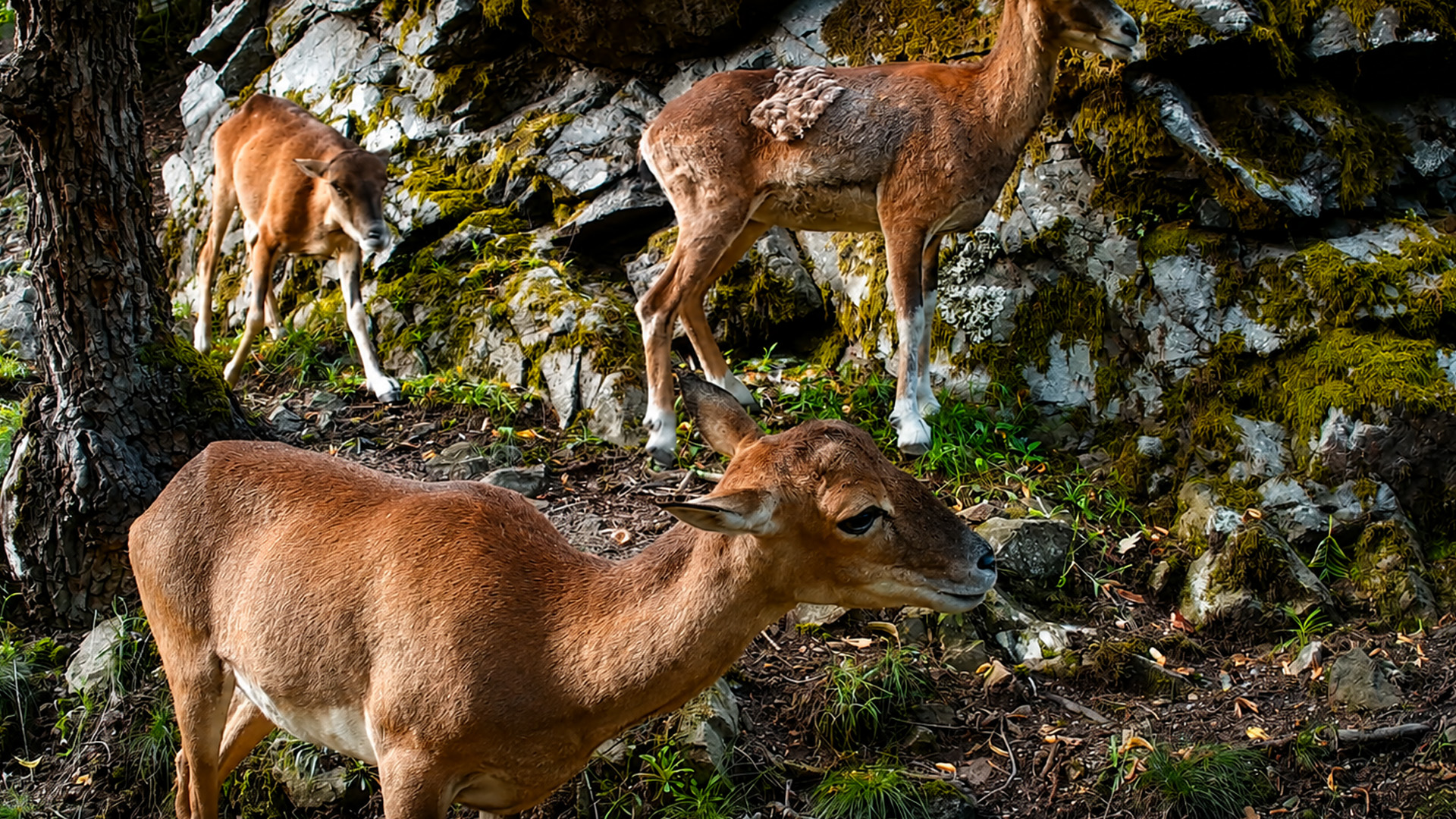A camera watching this hillside captured unexpected wildlife activity