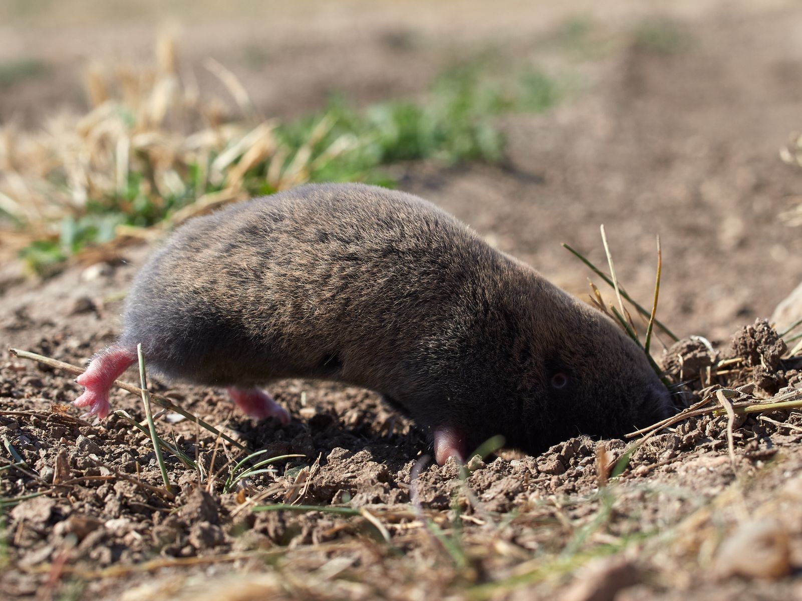 Everything you need to know about lesser blind mole-rats