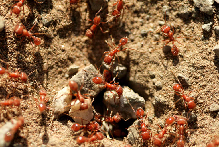 How to eliminate fire ants in your yard naturally, according to ...