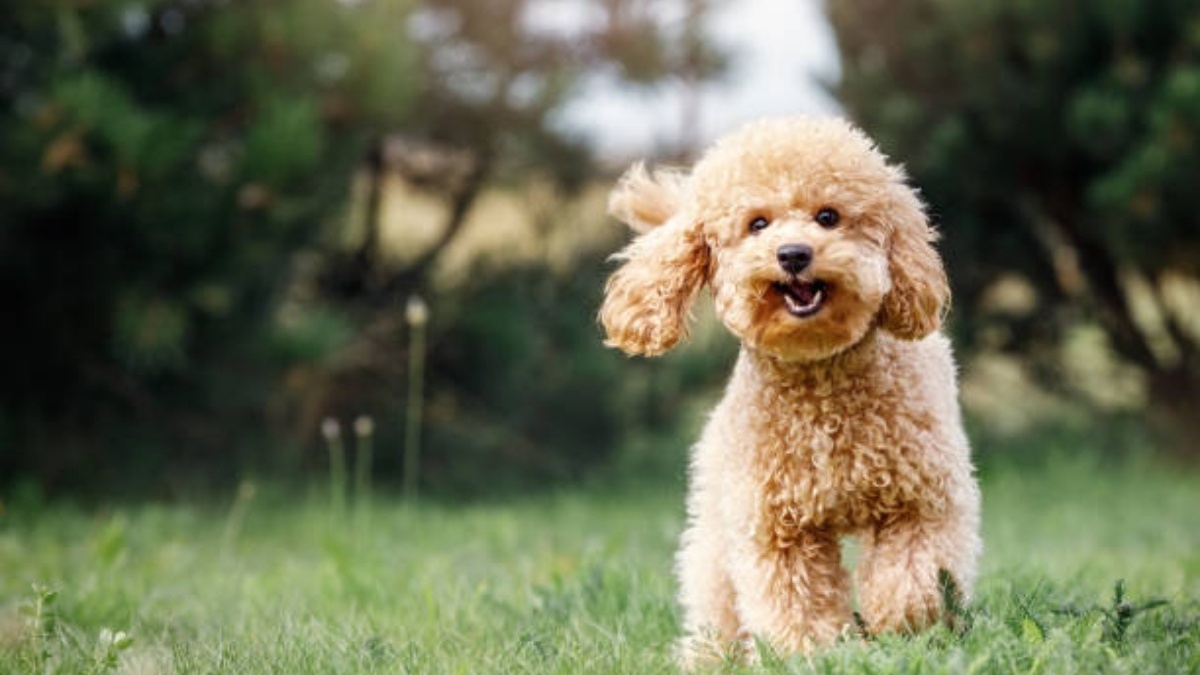 The dog breeds that give owners the most years together
