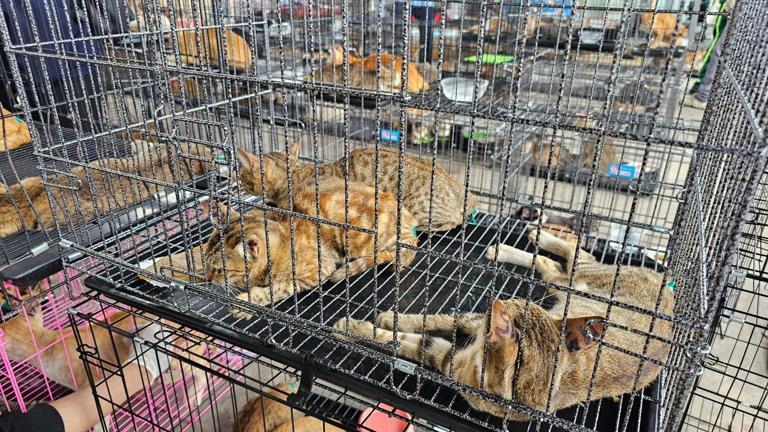 More than 400 cats saved from being eaten after raid on meat cages in ...