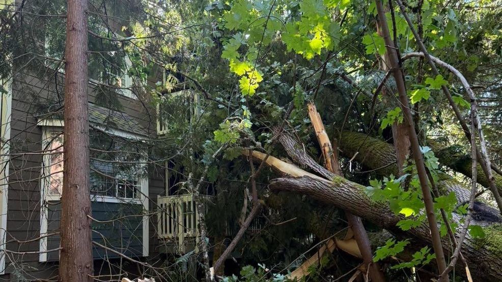 Fallen tree crashes into Bellevue apartments displacing 8 residents