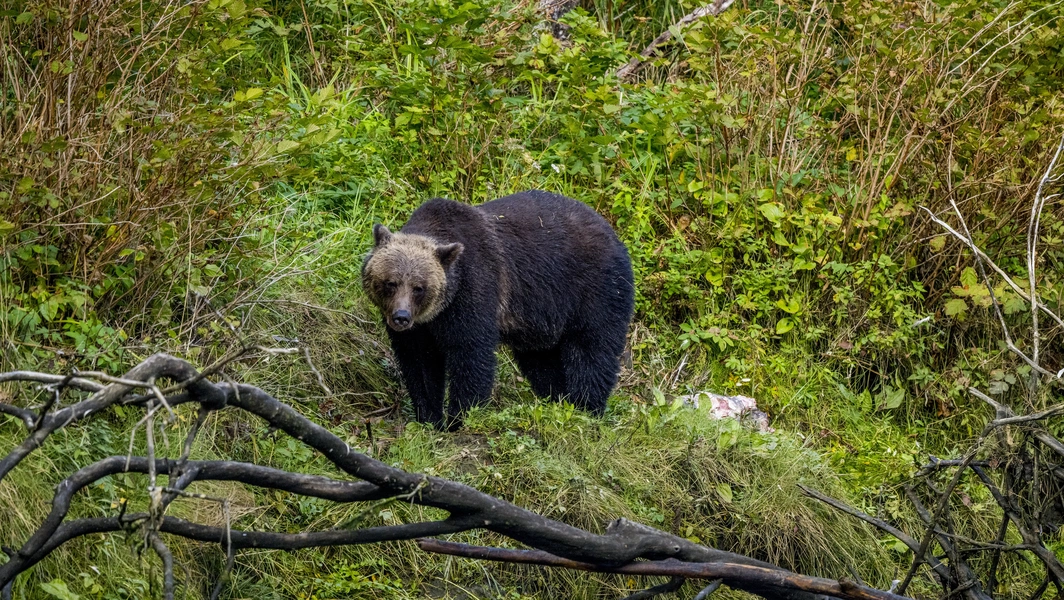 Understanding bear behavior and safety risks