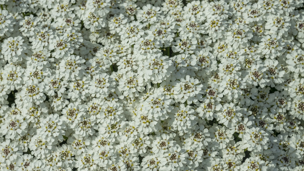 15 hardy and colorful groundcovers for any garden