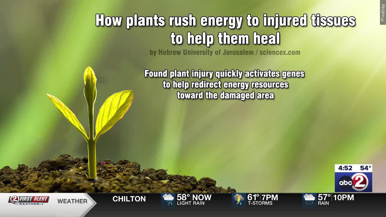 New research on cell sugars, plant self-repair, and bird flu in cows