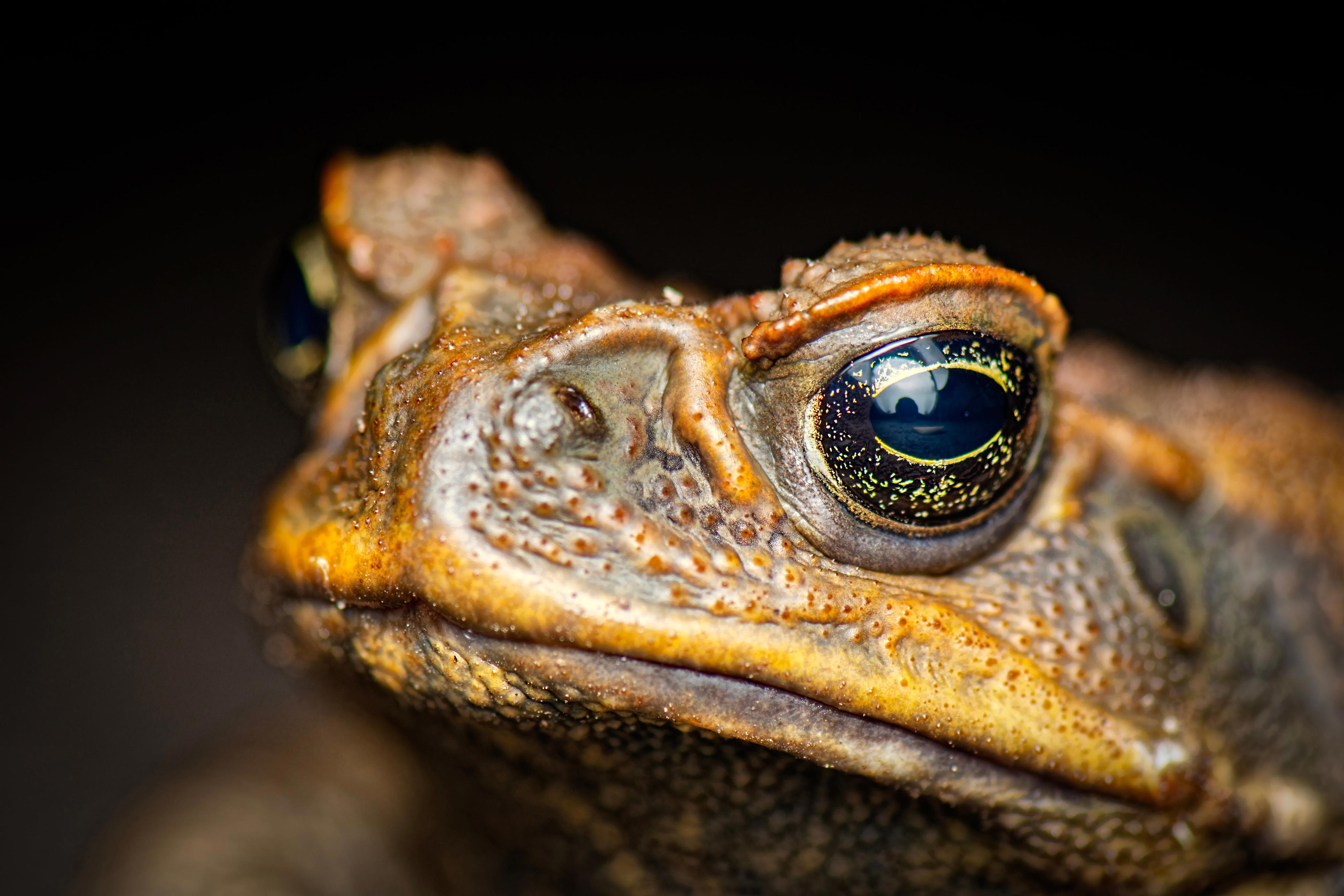 Cane toads can kill dogs in minutes. What Florida pet owners must know