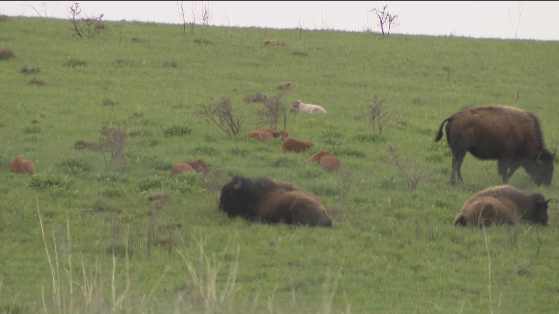 White bison calf at Neal Smith National Wildlife Refuge has died