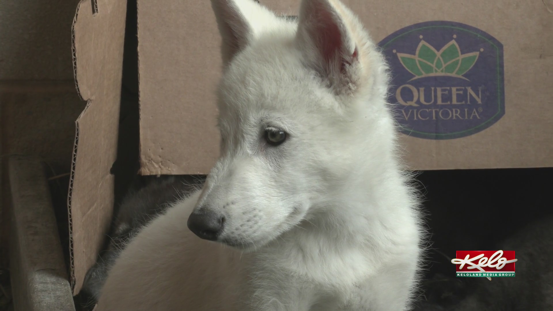 New wolf pups & habitat debut at Bramble Park Zoo