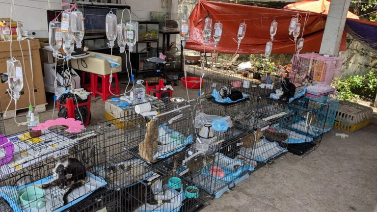 More than 400 cats saved from being eaten after raid on meat cages in ...