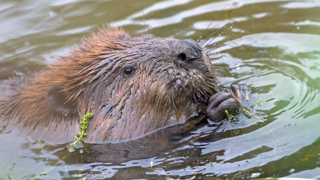 6 US states with thriving beaver populations