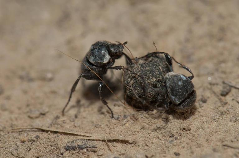 How dung beetles keep our pastures from suffocating
