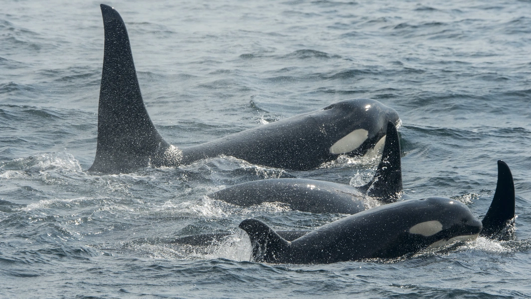 Orcas worldwide reveal surprising hunting range and tactics