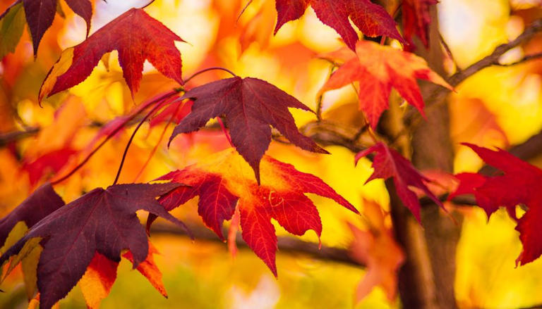 Cien años de color: el árbol que regala un espectáculo de fuego, crece ...