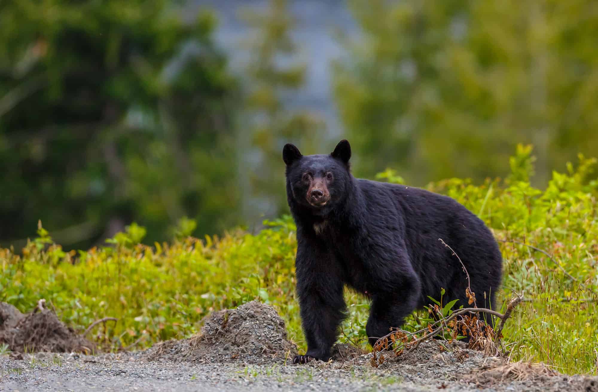 Bear attacks mushroom hunter and her dog, plus other shocking bear ...