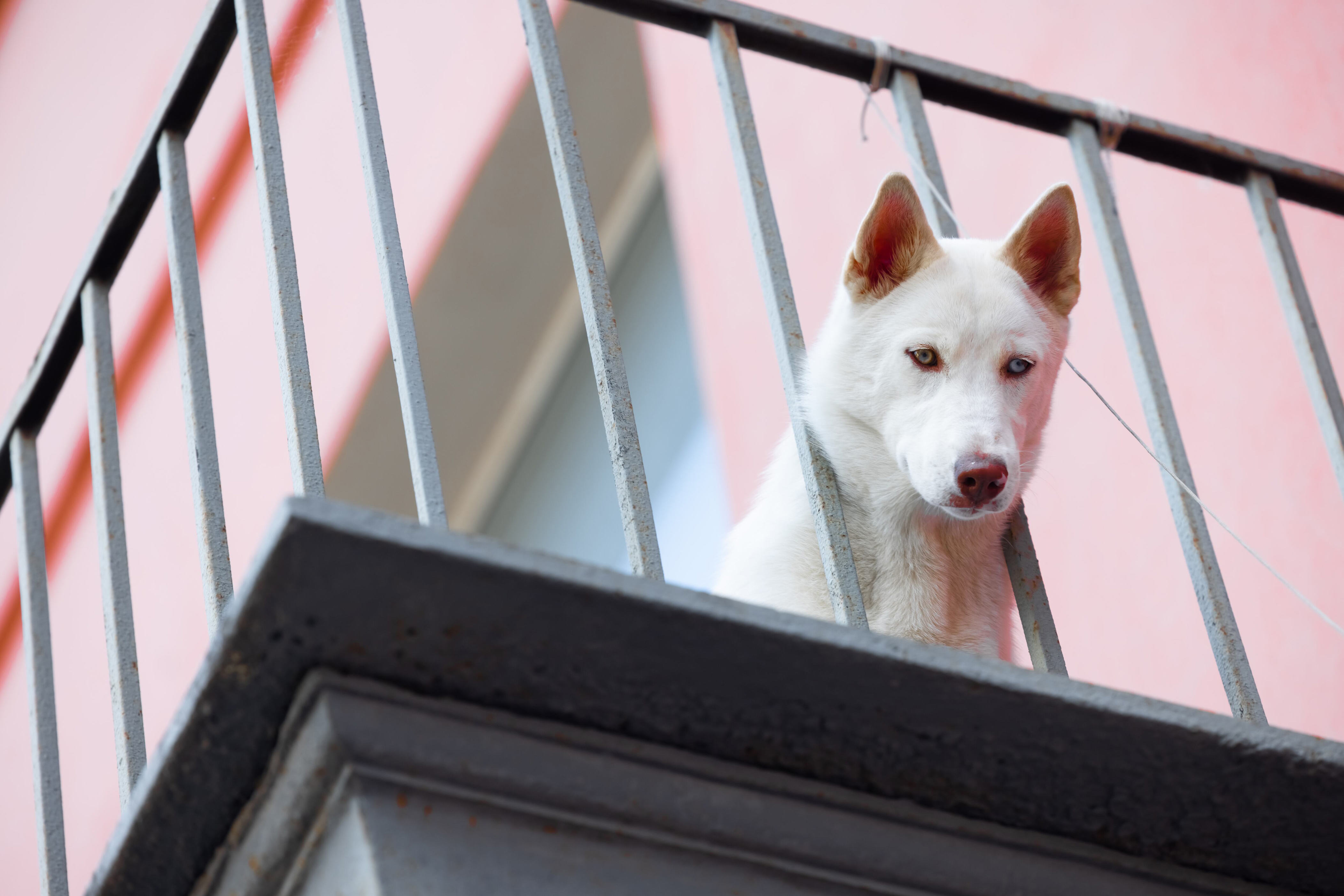 Adiós al “perro de terraza”: España multa con hasta 50.000 euros el ...