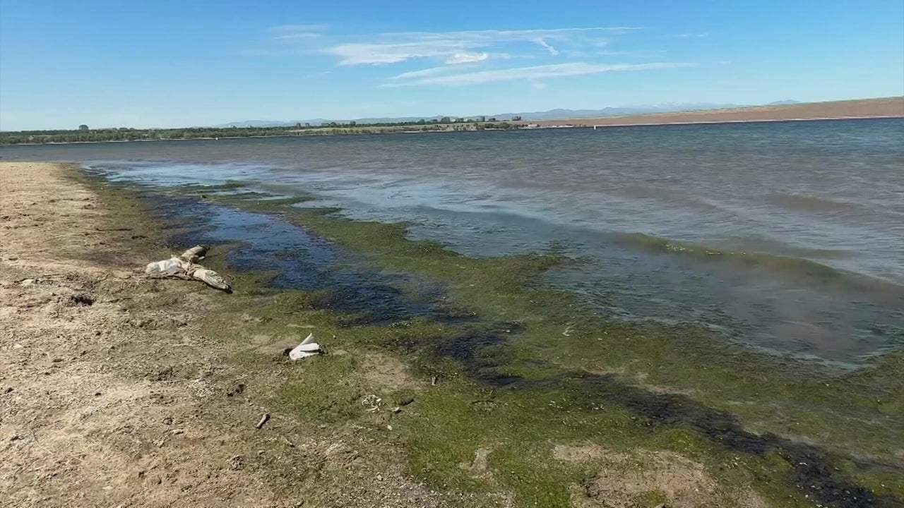 Colorado heat causes an algae bloom at Cherry Creek Reservoir that ...