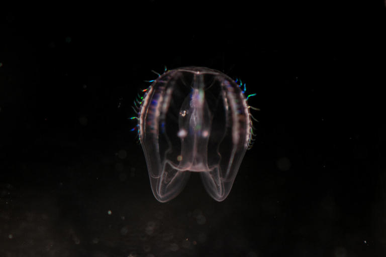 Comb jelly embryos reveal embryonic signaling center shared across ...