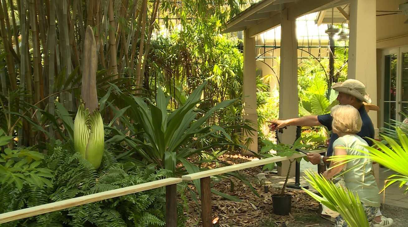 Rare corpse flower set to bloom in Vero Beach
